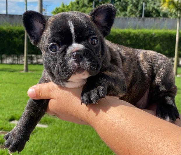 Venda de filhotes de Bulldog Francês | Simão Dias Como eu Vejo