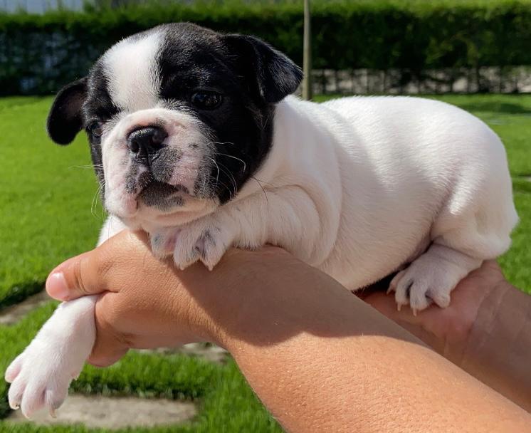Venda de filhotes de Bulldog Francês | Simão Dias Como eu Vejo