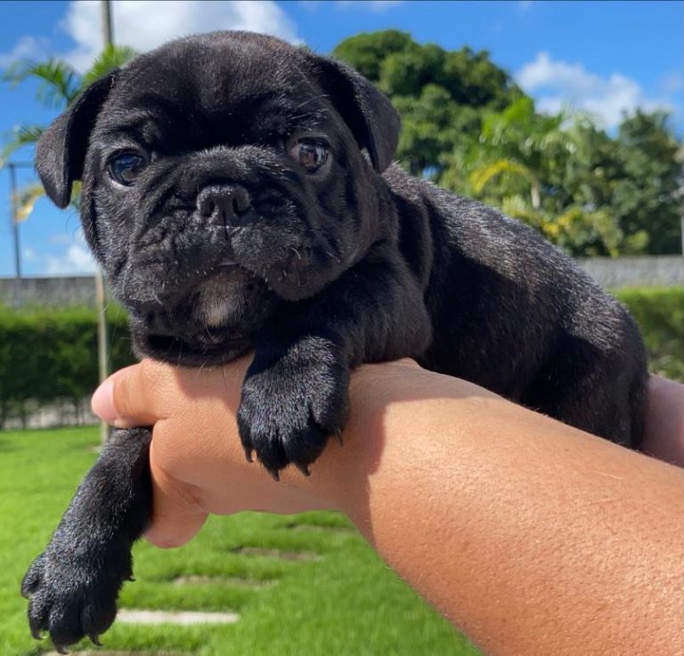 Venda de filhotes de Bulldog Francês | Simão Dias Como eu Vejo